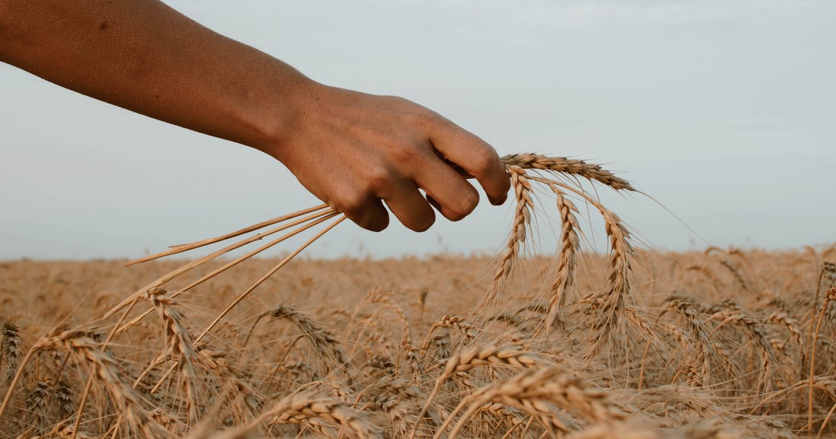 Food and feed safety - BfR